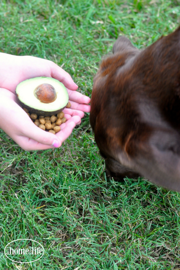 Avocado Benefits For Dogs - First Home Love Life